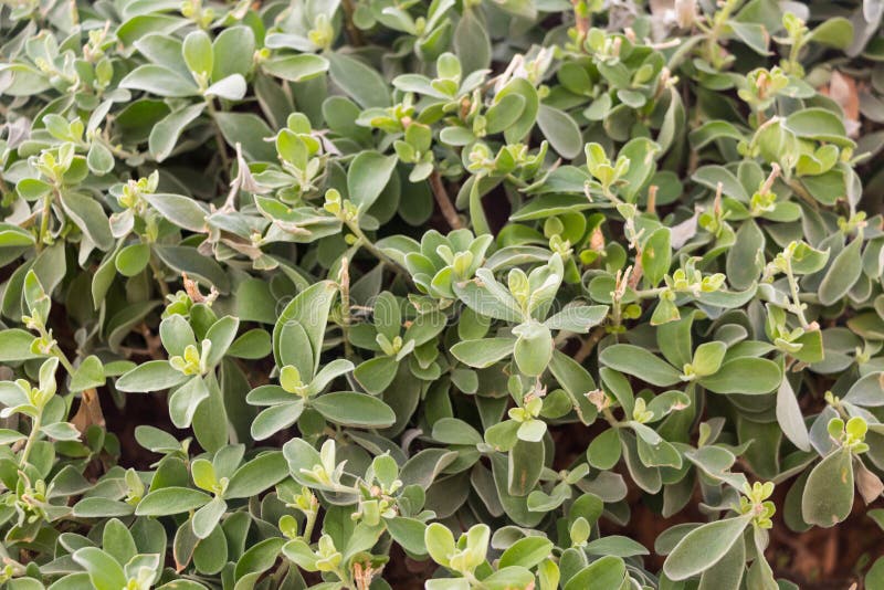 Green Small Leaves Texture for Nature Background. Stock Photo - Image ...