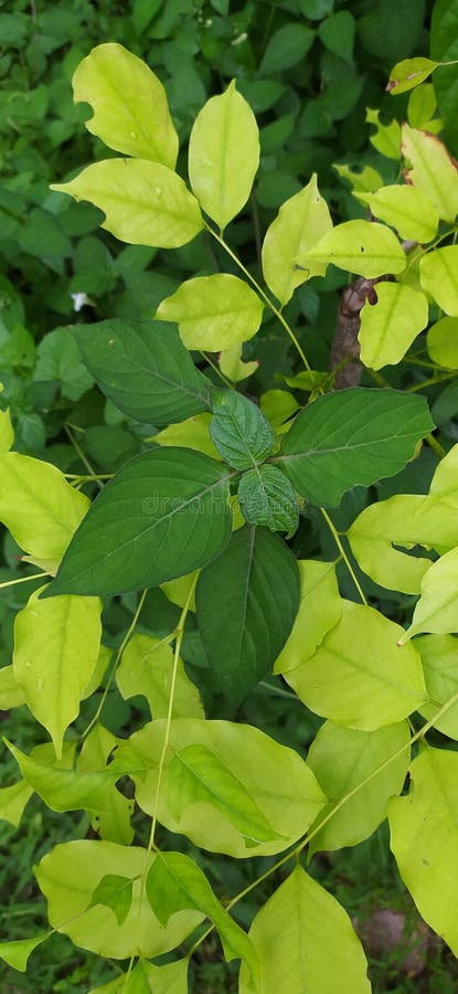 Green Small Tree in Fornt My House Stock Photo - Image of flower ...