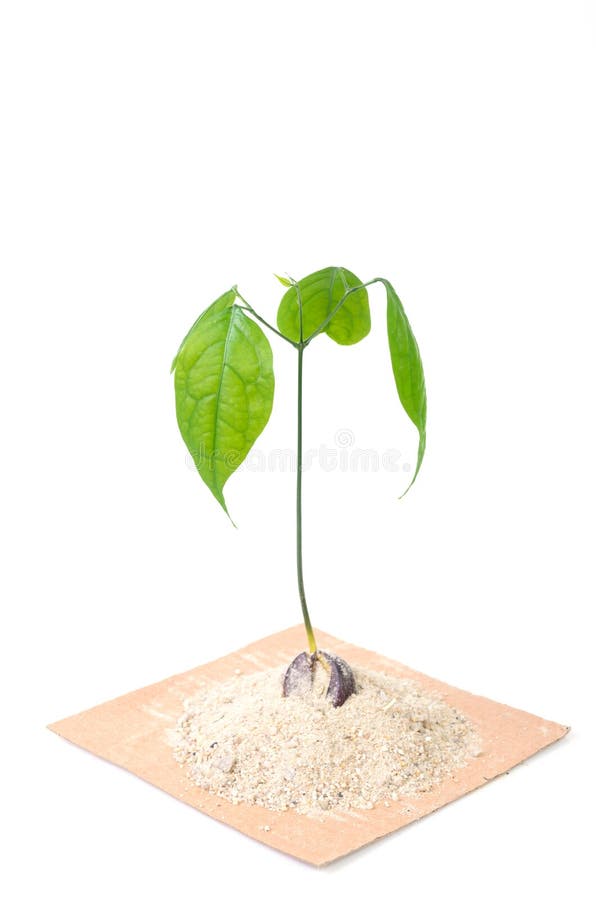 Green Small Tree in Ground on White Background Stock Photo - Image of ...
