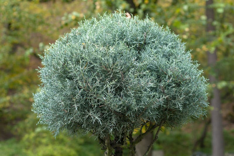 Green Small Tree in Nature Forest Garden Stock Photo - Image of life ...