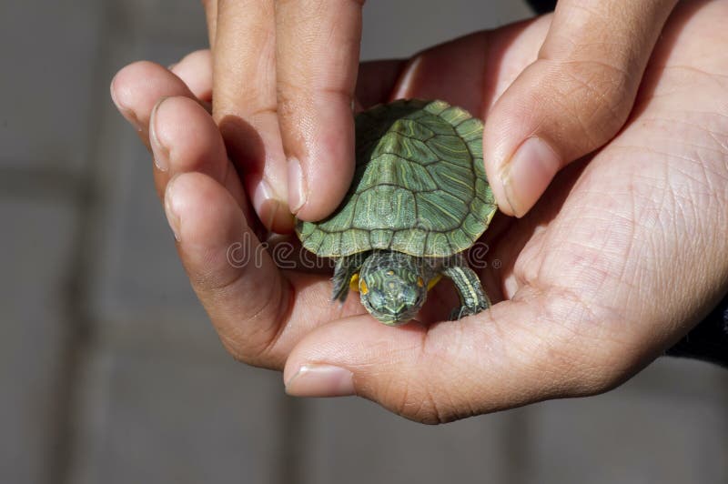 Green Small Turtles, Red-ear Slider, on Child Hand Stock Image - Image ...