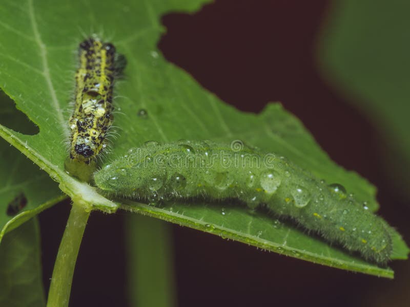 A Green Small White Caterpillar Sharing a Leaf with a Large White ...