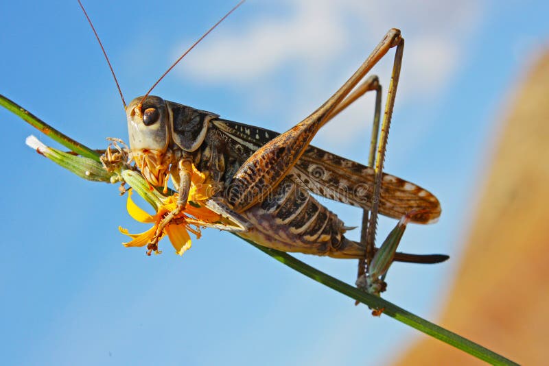 Green smiling grasshopper stock image. Image of locust - 193855689