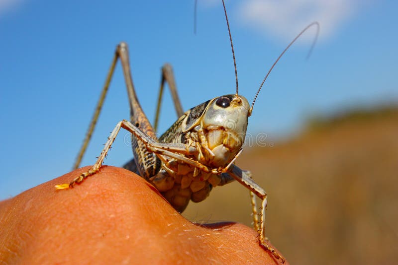 Green smiling grasshopper stock image. Image of grasshopper - 193856041