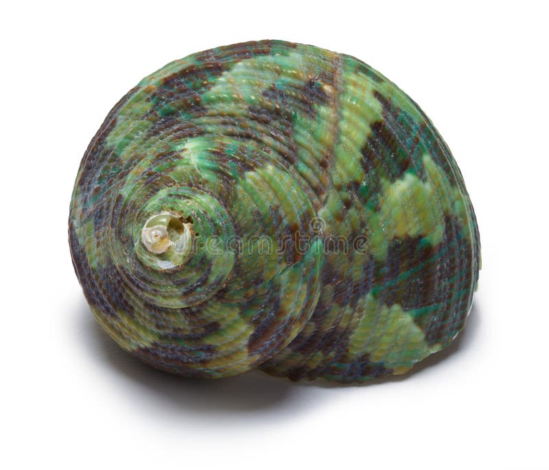 Green Snail Shell stock image. Image of shell, cowrie - 302196411