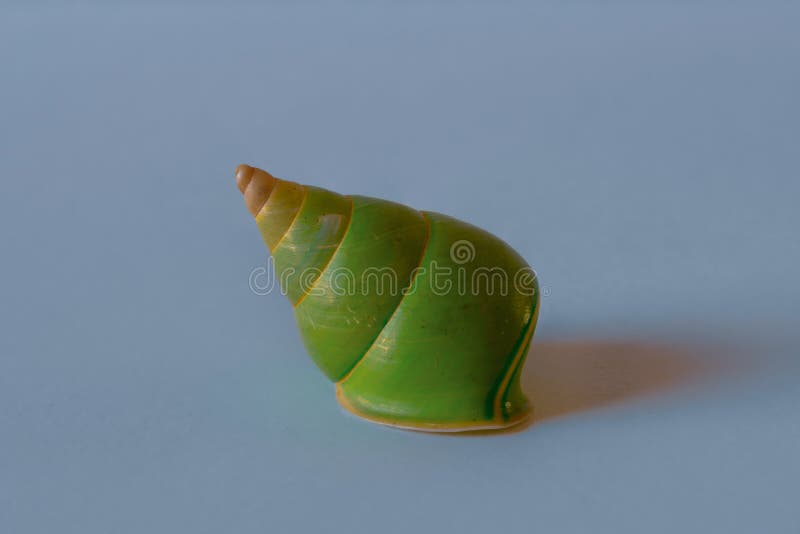 Green Snail Shell stock image. Image of bivalve, beautiful - 180386269