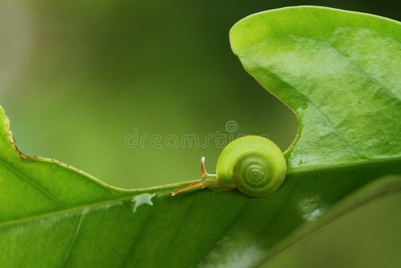 Green Snail Walk in the Green Leaf Stock Photo - Image of leaf ...