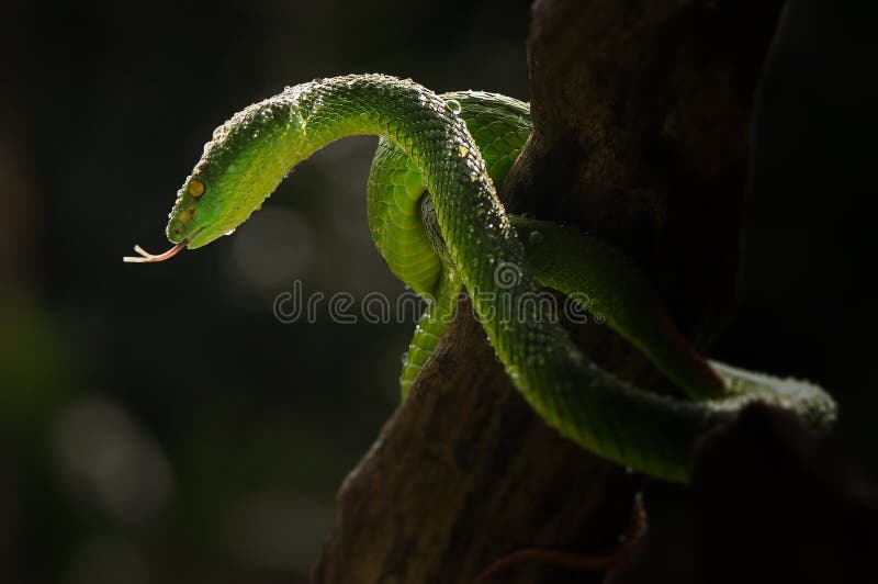 Snakes attack the prey stock photo. Image of progrsif - 109659896