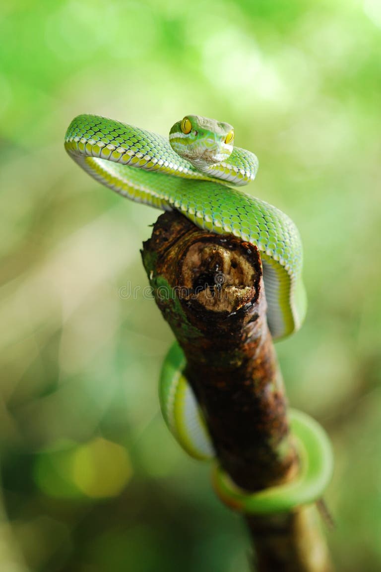 2,947 Terror Green Stock Photos - Free & Royalty-Free Stock Photos from ...