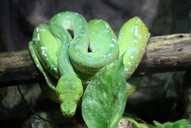 A Green Tree Python Coiled after Shedding Stock Image - Image of ...