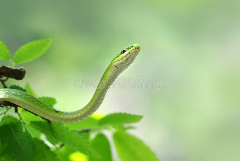 Spotted bush snake stock image. Image of africa, spotted - 6749917