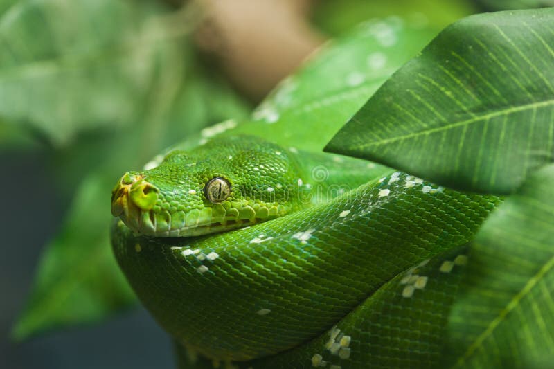 134 Disguise Snake Stock Photos - Free & Royalty-Free Stock Photos from ...