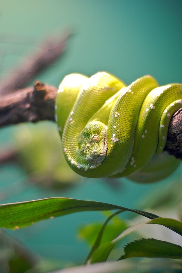 Green Snake stock photo. Image of danger, close, dangerous - 2574298