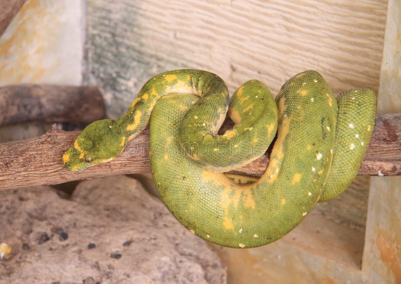 Green snake stock photo. Image of lying, wildlife, snake - 38375524