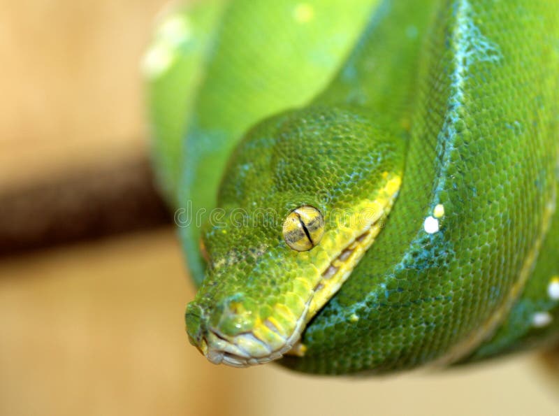 Emerald Boa Green Constrictor Snake Wild Animal Stock Photo - Image of ...