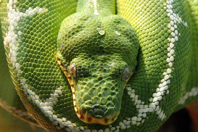 Green Snake Head