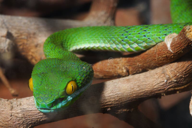 Green Snake Picture. Image: 5820809