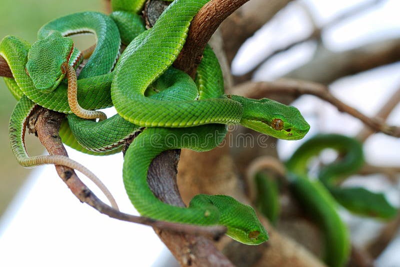 Aurora house snake stock photo. Image of africa, wild - 27331776