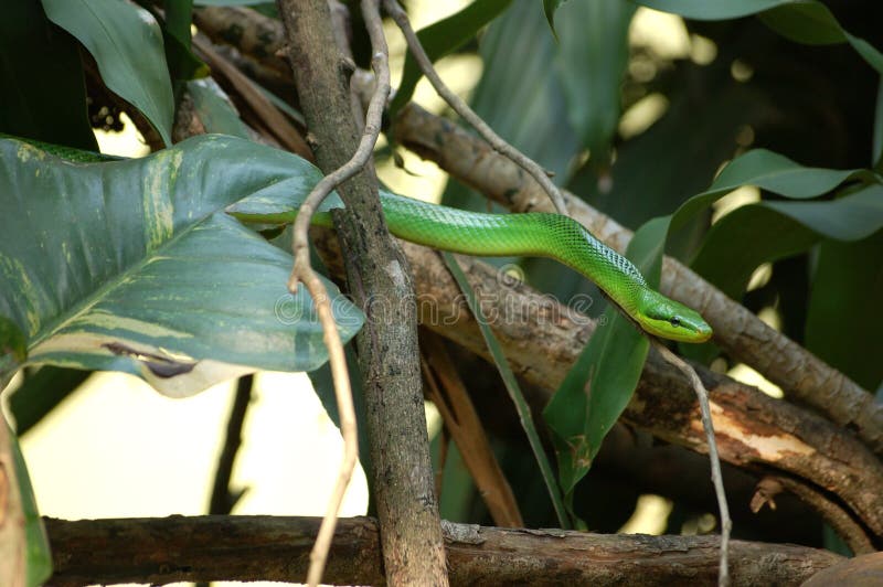 Green Snake In Tree Branch Picture. Image: 1963808