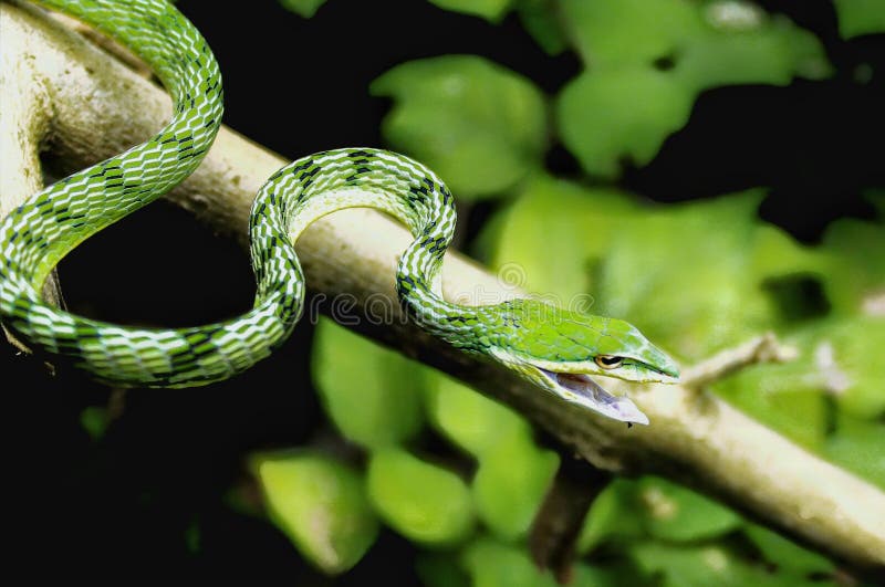 Green Snake or Snake Ahaetulla Prasina. Stock Image - Image of ...
