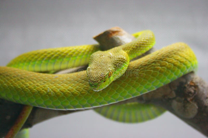 Green snake on branch stock photo. Image of indoors, close - 6529508