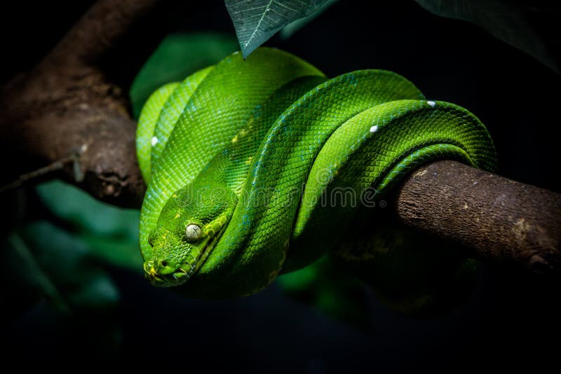 264 Emerald Green Viper Snake Stock Photos - Free & Royalty-Free Stock ...
