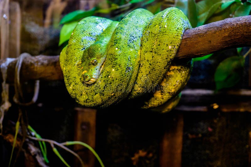 Green snake on a branch stock photo. Image of serpent - 126100042