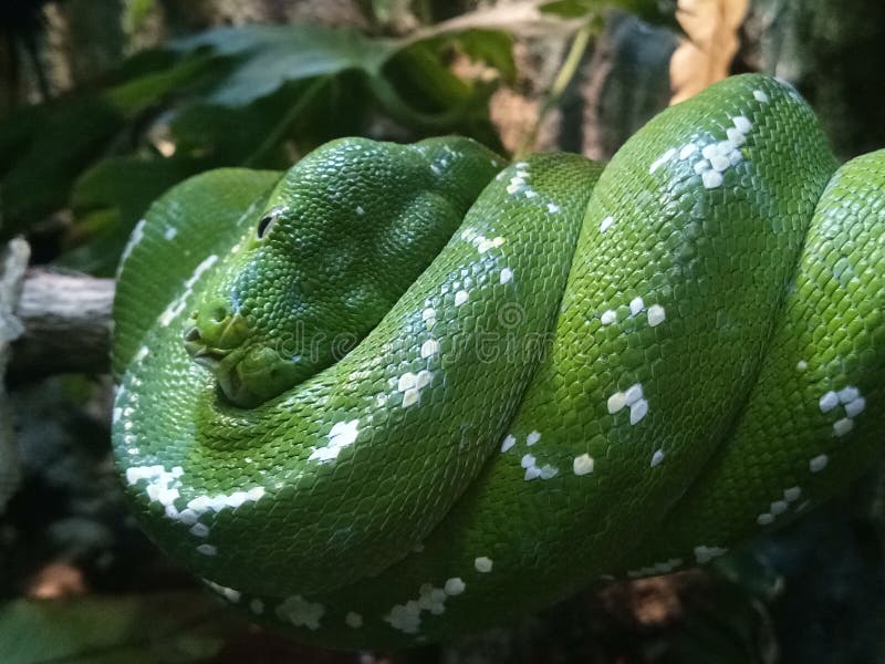 Green Snake is Busy Sleeping Stock Photo - Image of lizard, nature ...