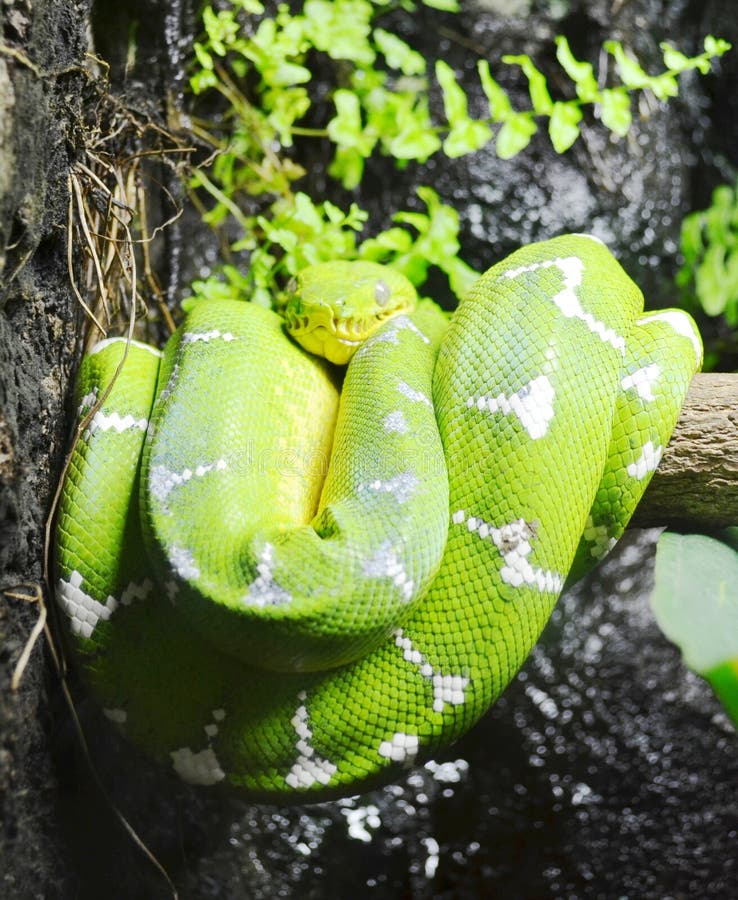 Green snake stock photo. Image of poison, nature, snake - 45472178