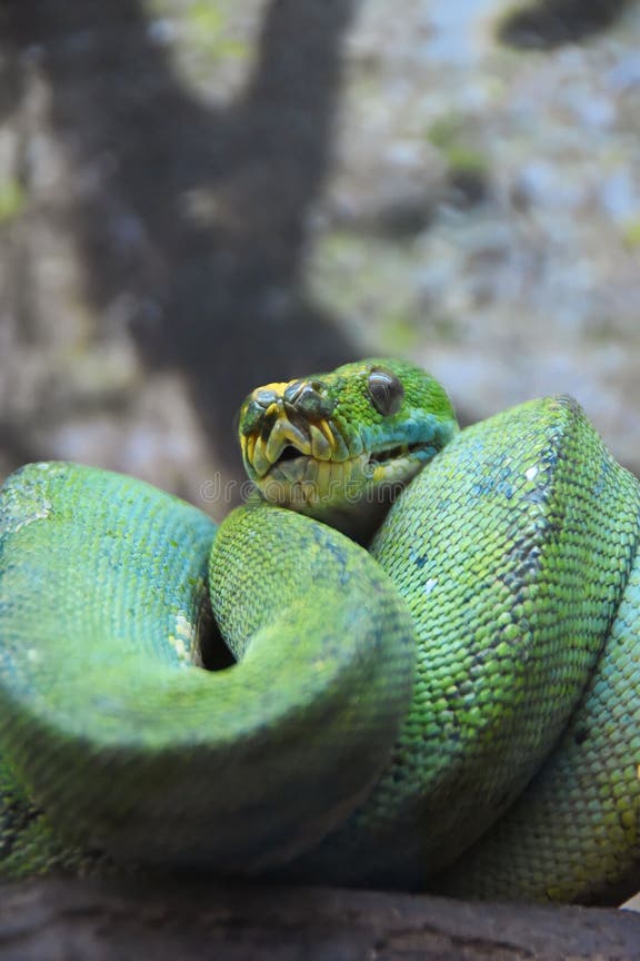 Green Snake Coiled in a Tree Stock Image - Image of environment ...