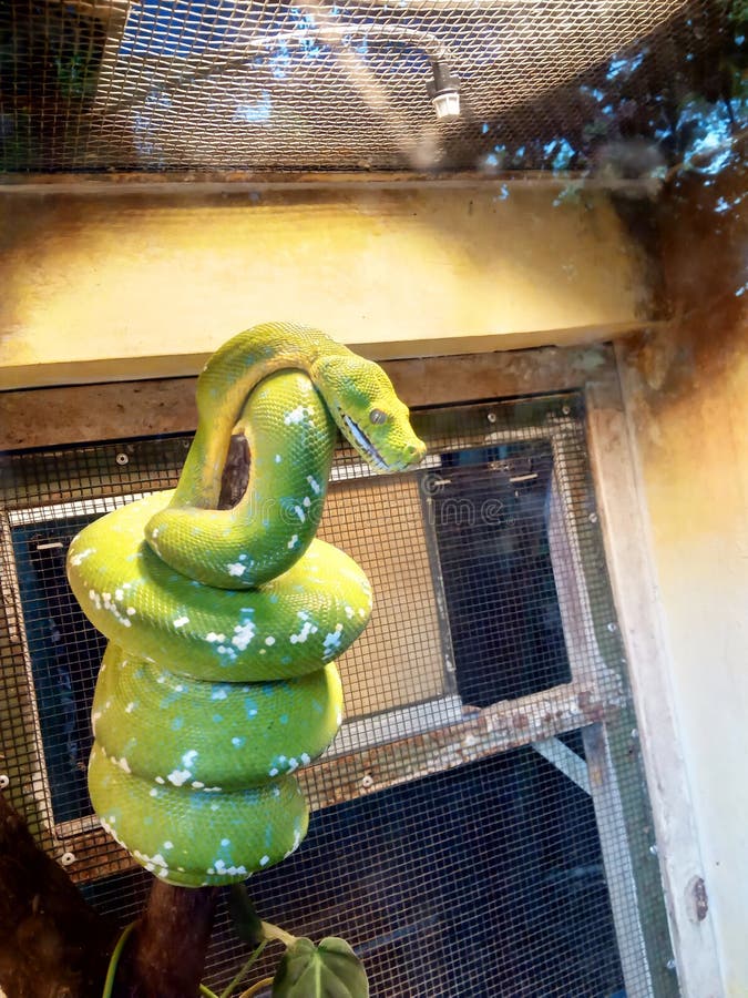 The Green Snake is Coiling Around the Tree Trunk in the Cage Stock ...