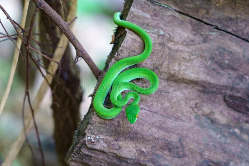 Green Snake Coiling Resting on Tree Branch, Large-eyed Pit Viper or ...