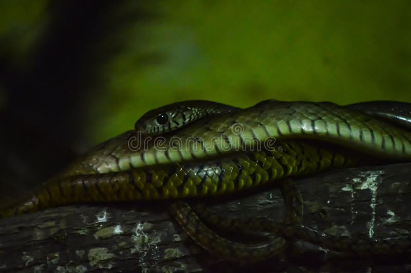 176 Coiling Snake Stock Photos - Free & Royalty-Free Stock Photos from ...