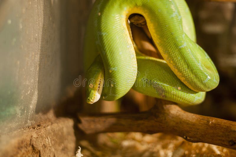 Snake - curled stock photo. Image of tight, isolated - 16261664