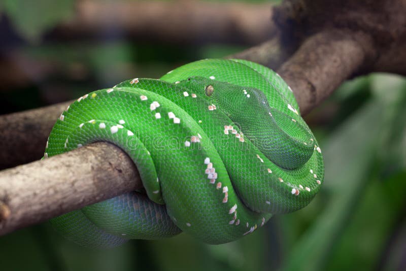 Green snake curled up stock photo. Image of wildlife - 32453924