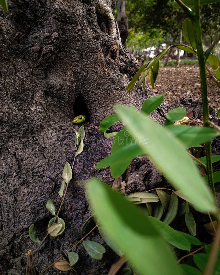 Green Snake Face , Snake Pit , Park Stock Photo - Image of grass ...