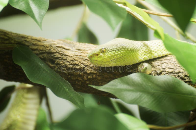 Green snake stock photo. Image of dangerous, blood, flakes - 43526268
