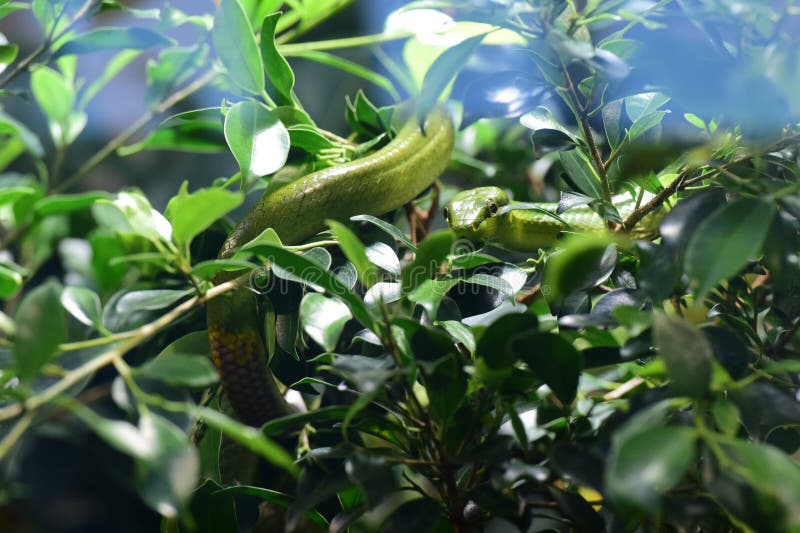 Green Snake (Gonyosoma Oxycephalum) Coiled Around a Branch of a Tree ...