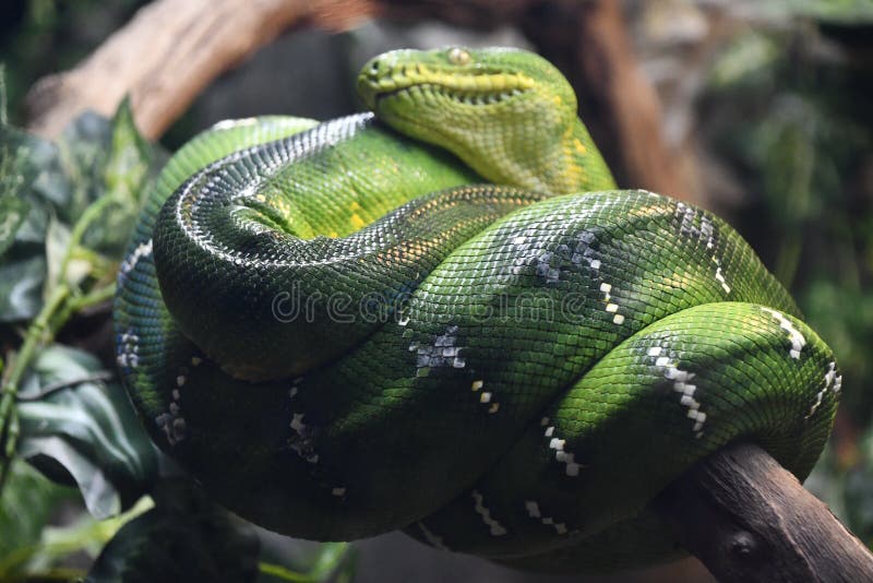 A Green Snake stock image. Image of snakeskin, python - 267030015