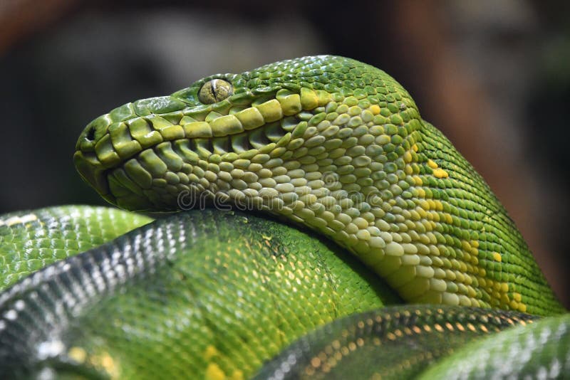 A Green Snake stock image. Image of snake, nature, animal - 267030049