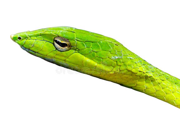 Green Snake Head Isolated on White Stock Image - Image of predator ...