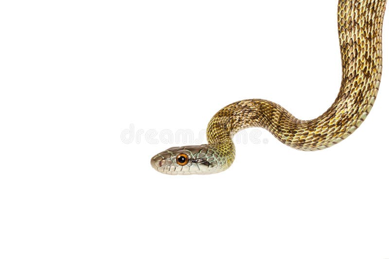 Green Snake on White Background Stock Photo - Image of reptile ...