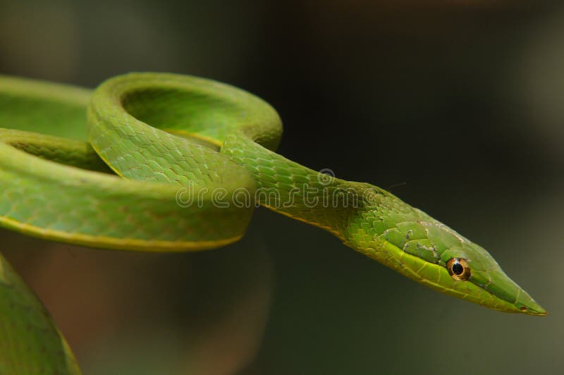Oxybelis Fulgidus, Aka the Green Vine Snake or the Flatbread Snake. it ...