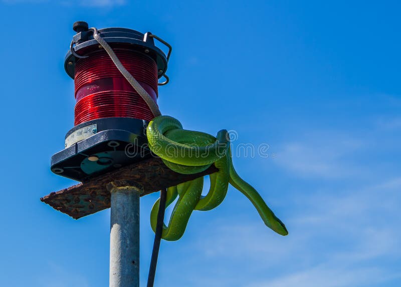 Green Snake Light Bulb Stock Photos - Free & Royalty-Free Stock Photos ...
