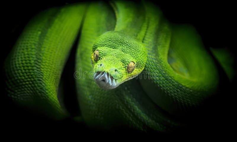 Green Snake Look into the Eyes, Waiting for the Hunt Stock Photo ...