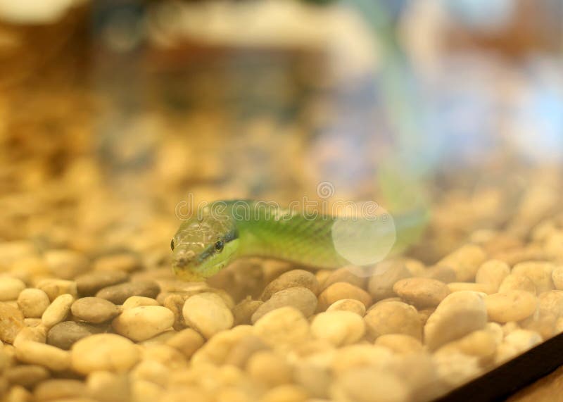 Green snake stock image. Image of hiss, scales, snake - 50742163