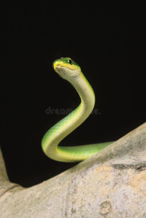 Green Snake, Opheodrys Major Against Black Background Stock Photo ...