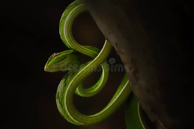 Snakes dancing stock photo. Image of insect, green, snake - 109789508