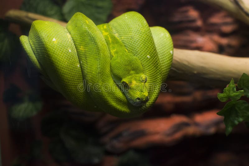 Snake rolled around branch stock image. Image of branch - 93602997
