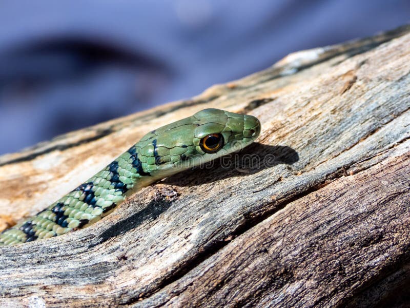 Green Snake Resting on Wood in Sunlight Stock Illustration ...